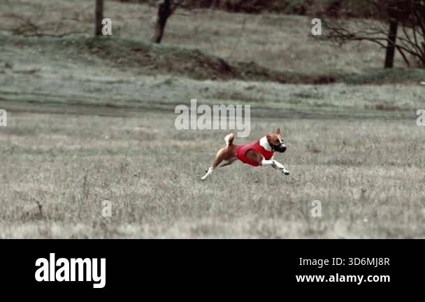 Lure coursing dog midair leap over grass field in red vest. Concept of ...