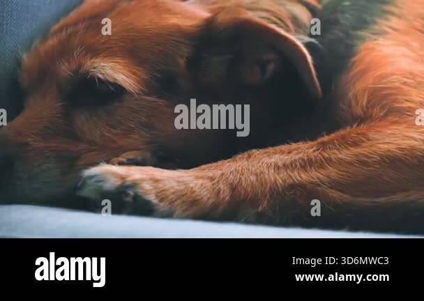 A beautiful, warm close-up of a small, brown-ginger terrier mix dog ...