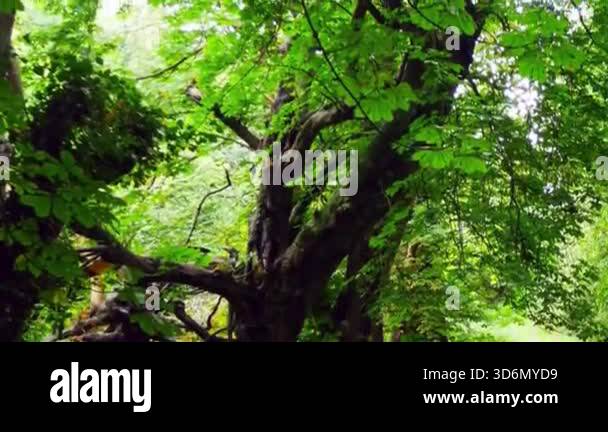 Ancient woodland habitat Stock Videos & Footage - HD and 4K Video Clips ...