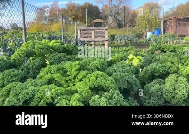 Curly kale, brussels sprouts, black kale and asparagus in the garden ...