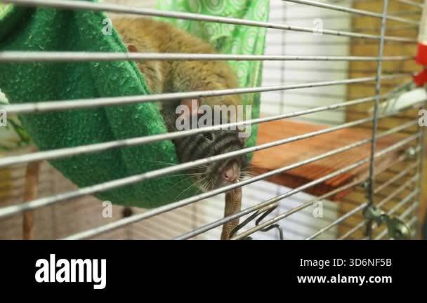 Fancy rat Rattus norvegicus domestica is domesticated form of Rattus ...