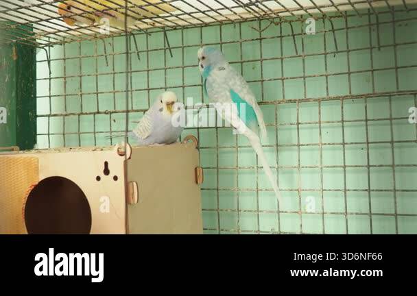 Budgerigar Melopsittacus undulatus, common shell parakeet, budgie ...