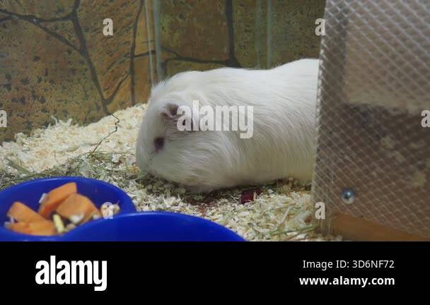 Guinea pig or domestic guinea pig Cavia porcellus, cavy or domestic ...