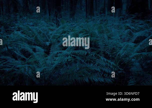Forest Opening With Many Ferns In The Evening Stock Video Footage - Alamy