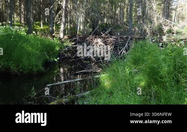 Beaver dam erected by beavers on river stream to protect against ...