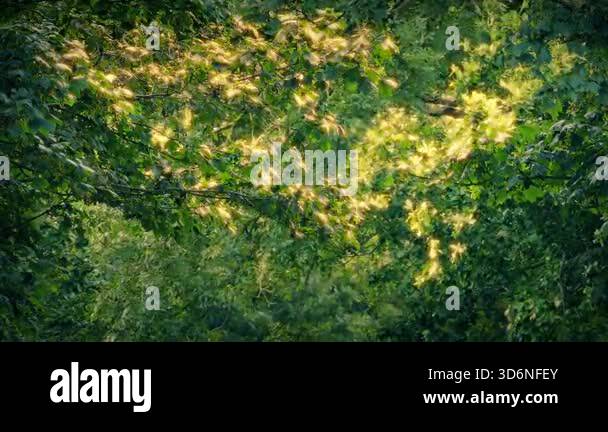 Sunny Tree Canopy In Summer Stock Video Footage - Alamy