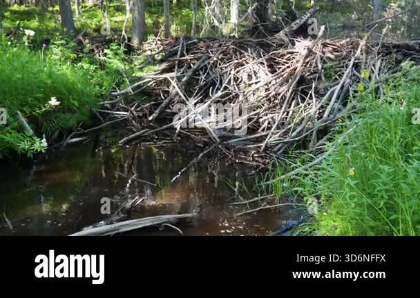 Beaver dam erected by beavers on river to protect against predators ...