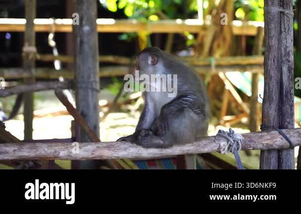 Wild monkey on the beach in tropical island Cu Lao Cham, Vietnam, close ...
