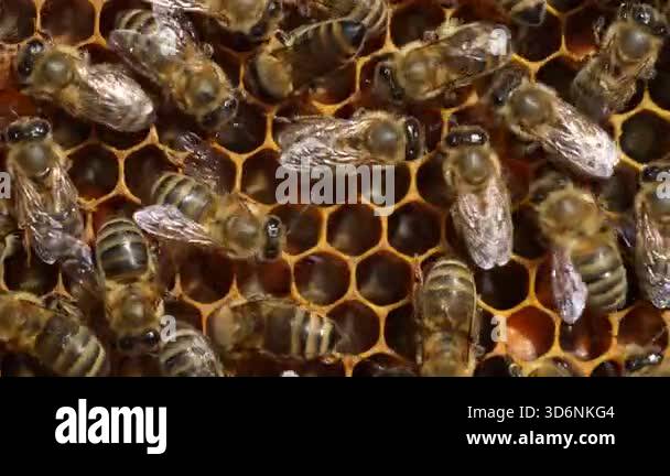 Working bee on honeycomb, close up. Colony of bees in apiary ...