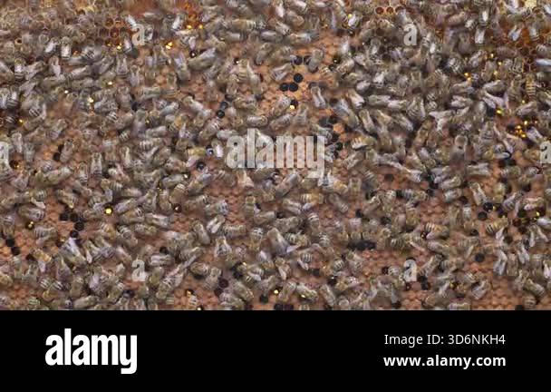 Colony of bees on honeycomb in apiary. Beekeeping in countryside. Many ...