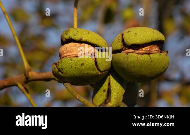 Raw walnuts with open shells on a tree branch swaying in the wind in an ...