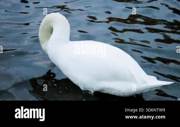 Close-up slow motion shot of a white mute swan on a dark blue pond or ...