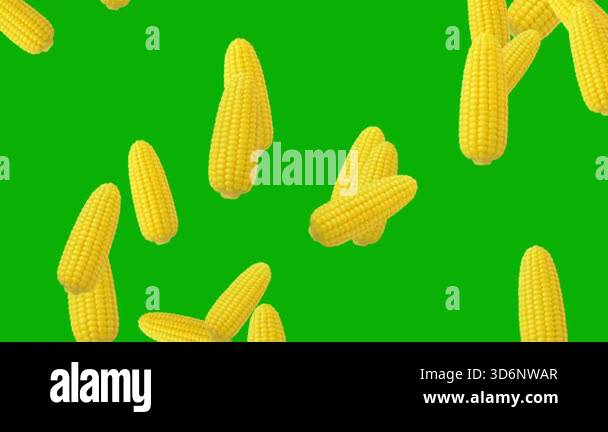Falling fresh corn motion graphics with green screen background Stock ...