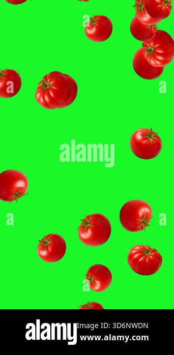 Falling fresh red tomatoes motion graphics with green screen background ...