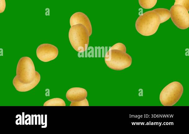 Falling fresh potatoes motion graphics with green screen background ...