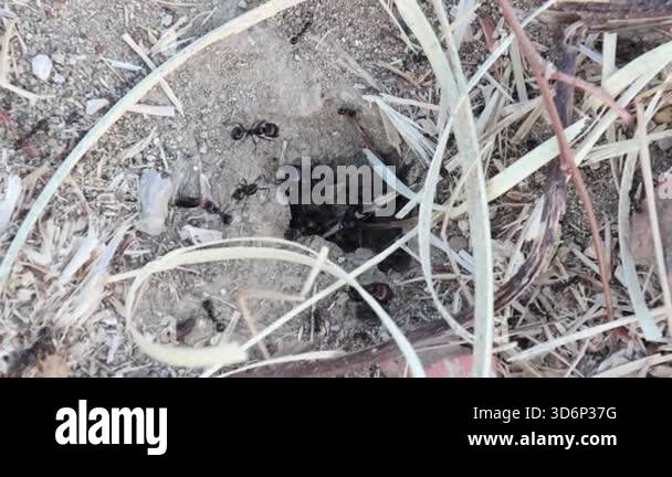 Black ants working together in their nest in the ground, surrounded by ...