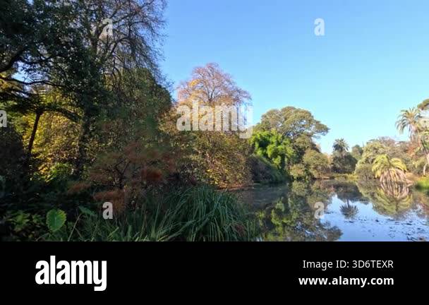 Serene scene trees in Stock Videos & Footage - HD and 4K Video Clips ...