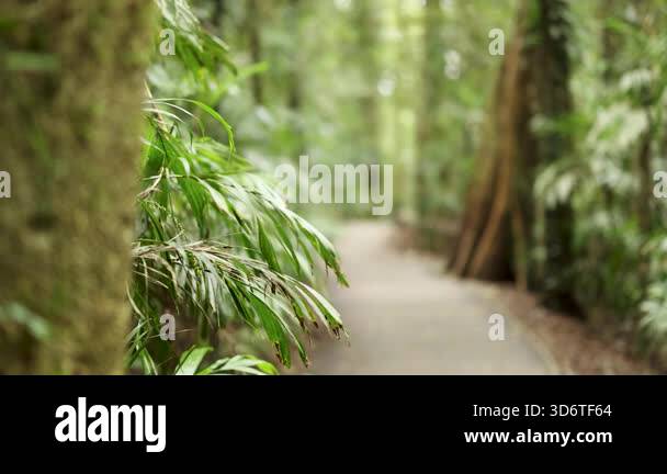 Smooth camera movement reveals a lush rainforest walking track in ...