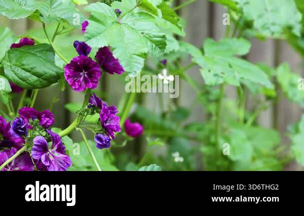 Purple flowers blooming in a green garden Stock Video Footage - Alamy