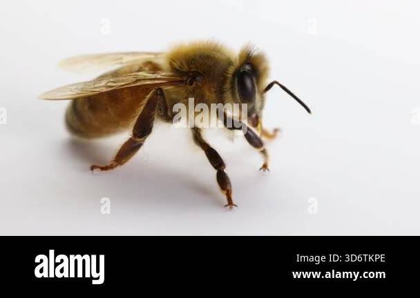 Detailed macro video of a honeybee on a white background, highlighting ...