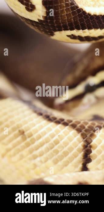A corn snake moves gracefully, showcasing its intricate patterns and ...