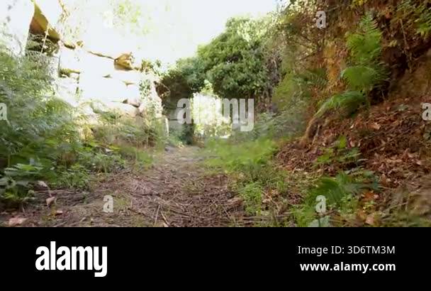 A path through a forest with a stone archway leads to a spooky ...
