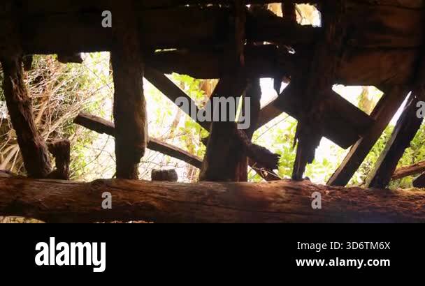 A tree is growing in a spooky abandoned house through the collapsed ...