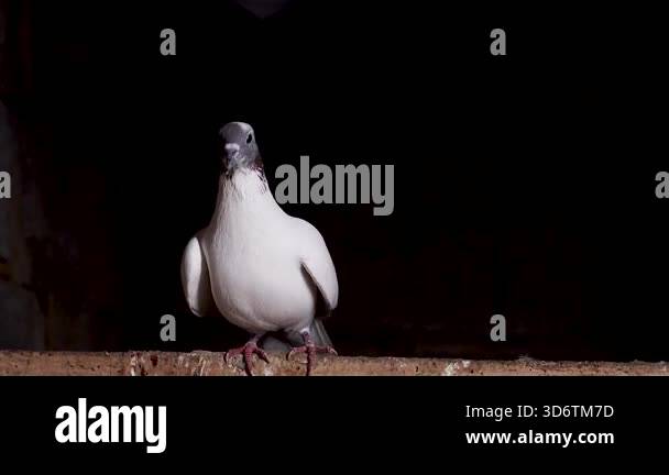 White Pigeon with Dark Head Flaps Wings and Flies Off Perch in Slow ...