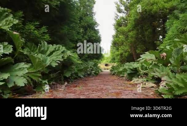 Path through forest few bushes Stock Videos & Footage - HD and 4K Video ...