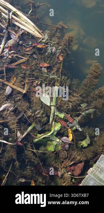 Underwater plants and fallen leaves in calm water. Natural textures ...