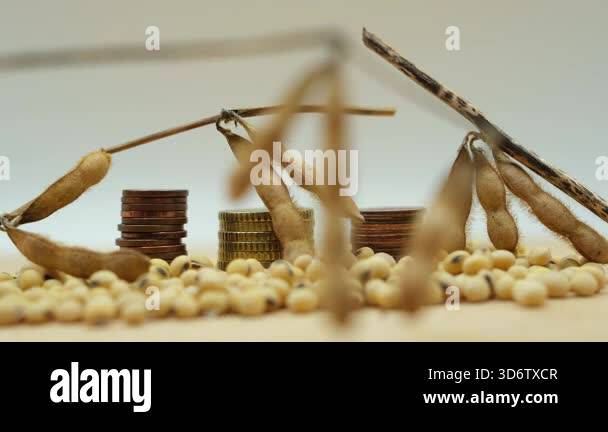 Soybean, seed pods, and coins on a pale background. Agricultural ...