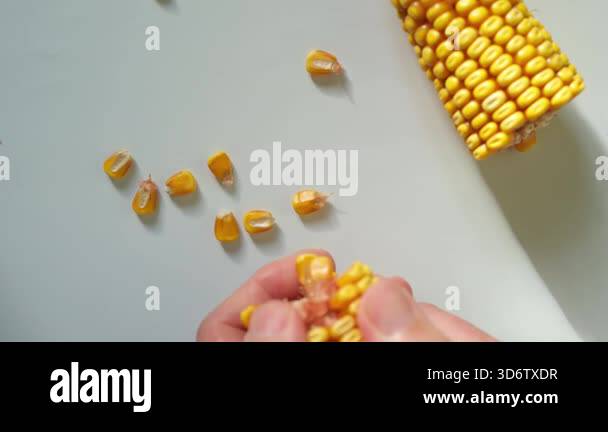 Shelled corn on a white background. Separating corn seeds from corn ...
