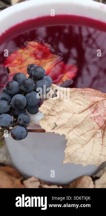 A bunch of purple grapes against the background of young ruby-colored ...