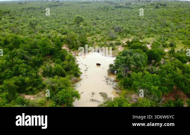 aerial drone view forest pool with wildlife drinking at muddy basin ...