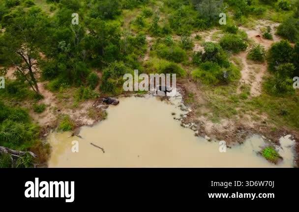 aerial perspective muddy pond and buffalo, drone captures buffalo ...