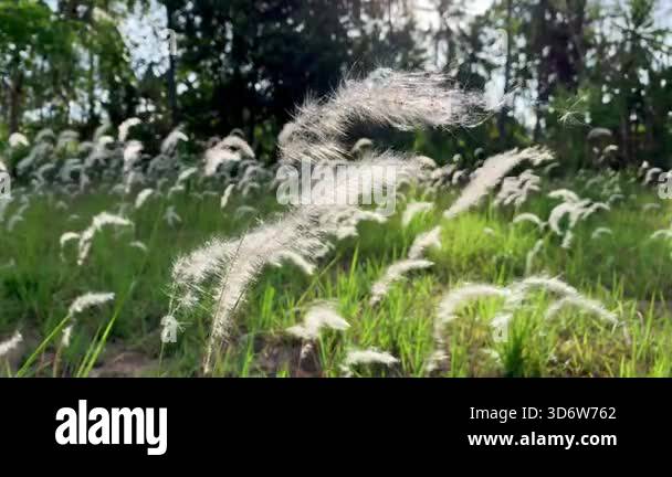 White fluffy grass flowers,Cogongrass,Reed flower or Grass in the field ...