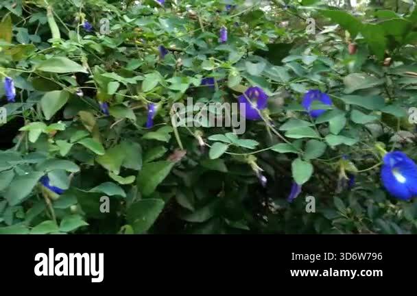 Clitoria Javanica, Javanese Telang or Butterfly pea flower is an endemic plant native to the ...