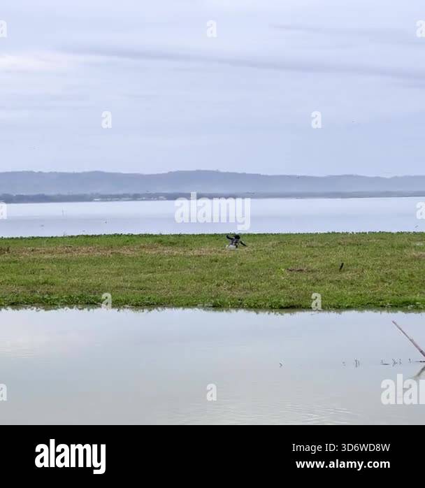 Fisherman catching fish on the edge of a lake through the use of ...