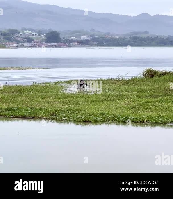 Fisherman catching fish on the edge of a lake through the use of ...