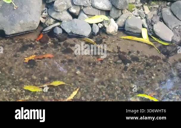 water drop in the river Stock Video Footage - Alamy