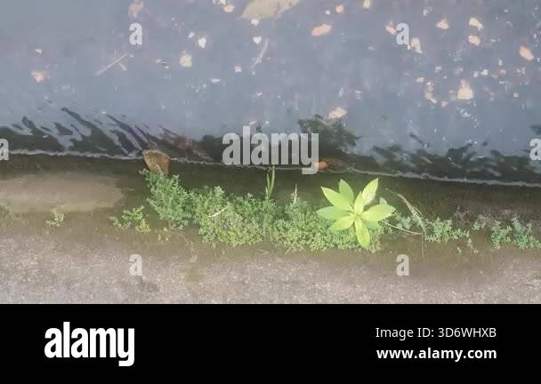 water drop in river, abstract Stock Video Footage - Alamy