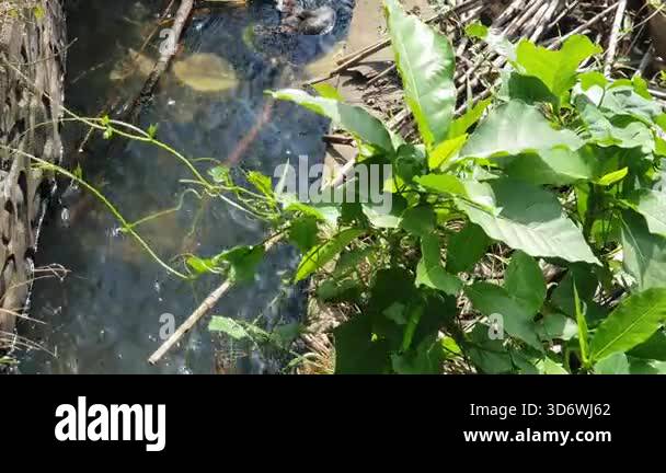 water drop in the pond Stock Video Footage - Alamy