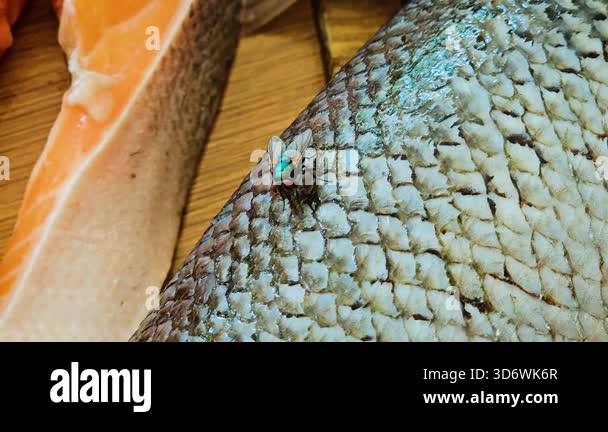 Fly sitting on fish scales near salmon fillet, acting as parasite and ...