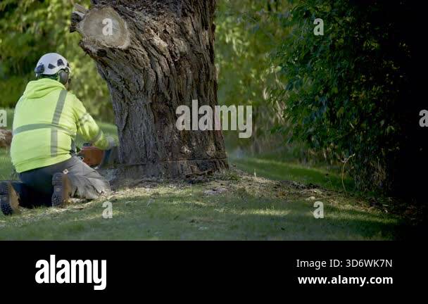 Close up view of professional tree cutting services. The worker cutting ...