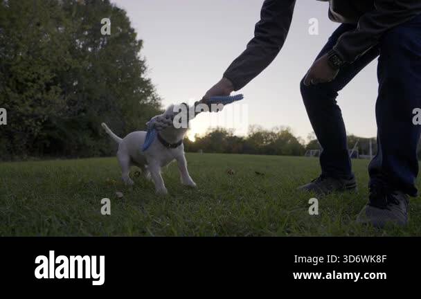 Jack Russell playing tag of war with the owner. Dog pulling a toy from ...