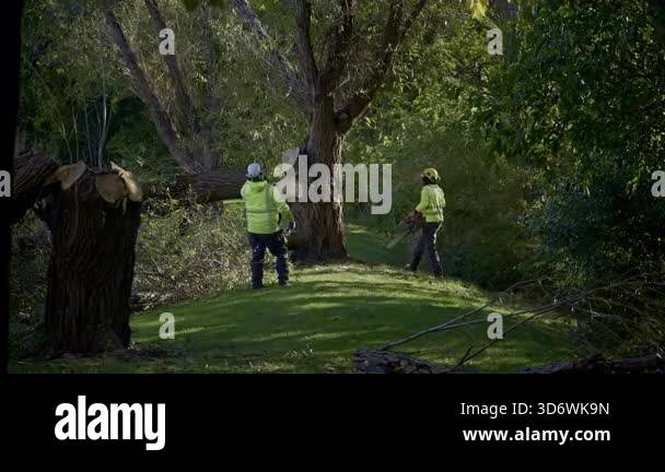 Close up view of professional tree cutting services. Workers remove old ...