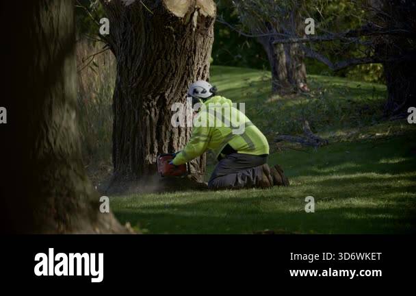 View of professional tree cutting services. Worker cutting tree with a ...