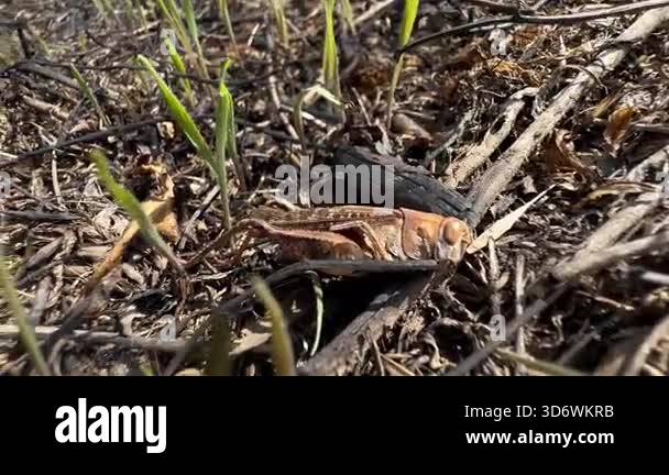 Dead grasshopper lies in fire-damaged farm field, macro view of insects ...