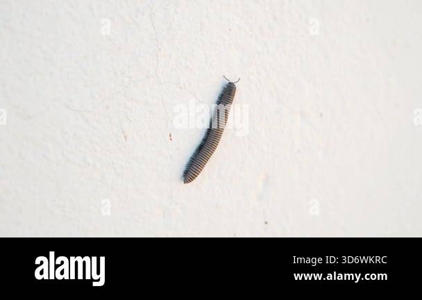 Close-up of a millipede, an arthropod of the class Diplopoda Stock ...