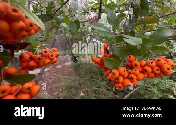 The camera moves among large bunches of orange berries on bush (Rowan ...